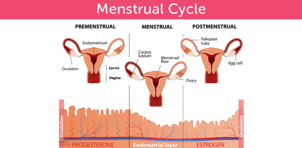 Menstrual Cycle Quiz Questions And Answers Trivia And Questions